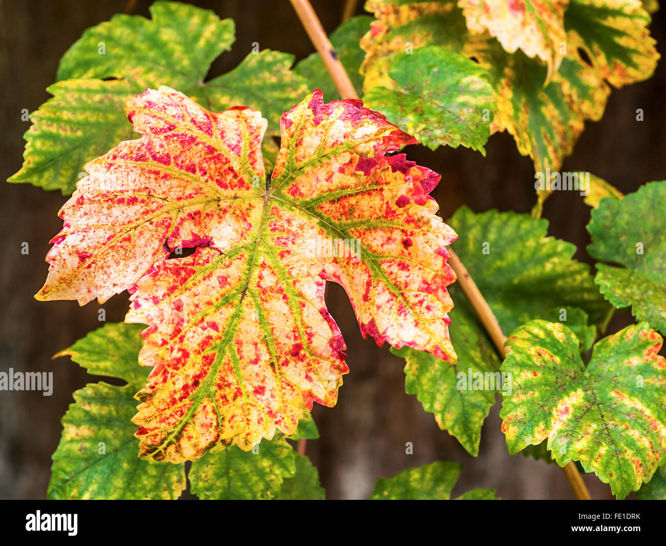 Feuilles de rouille Banque de photographies et d’images à haute ...