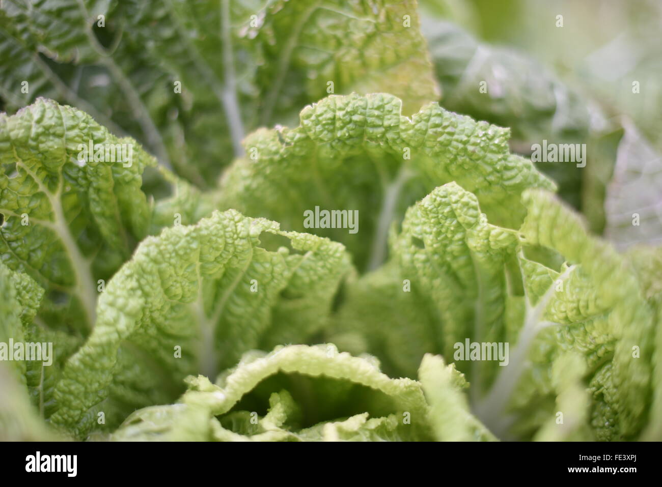 Feuilles de chou Banque de photographies et d’images à haute résolution ...