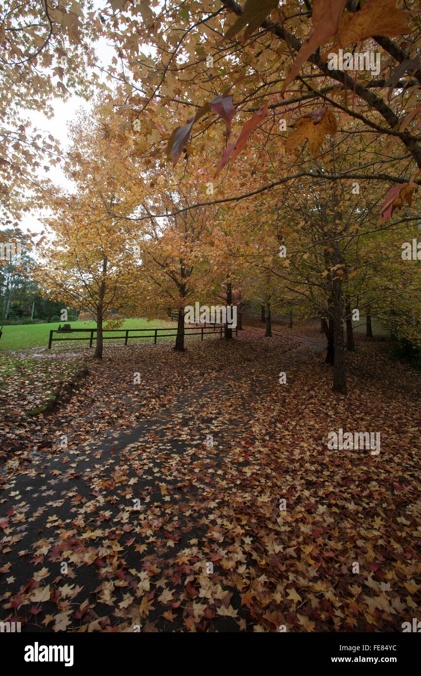 Montagnes bleues du mont wilson Banque de photographies et d’images à ...