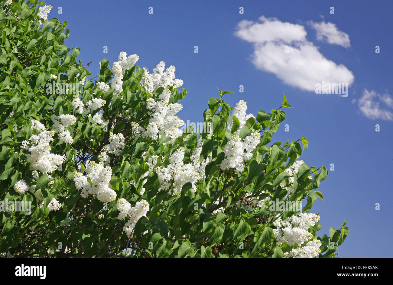 Lilas blanc Banque de photographies et d’images à haute résolution - Alamy