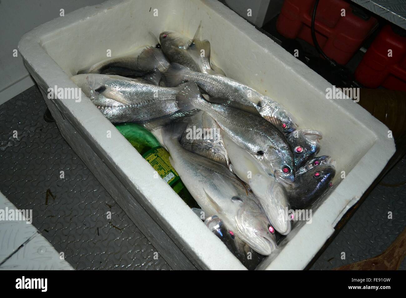 Poissons box Banque de photographies et d’images à haute résolution - Alamy