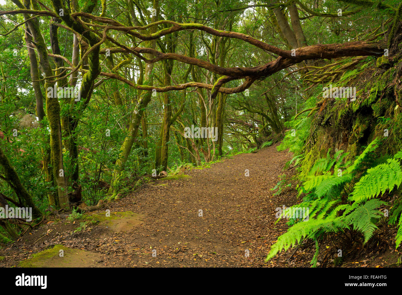 Laurier canari Banque de photographies et d’images à haute résolution ...
