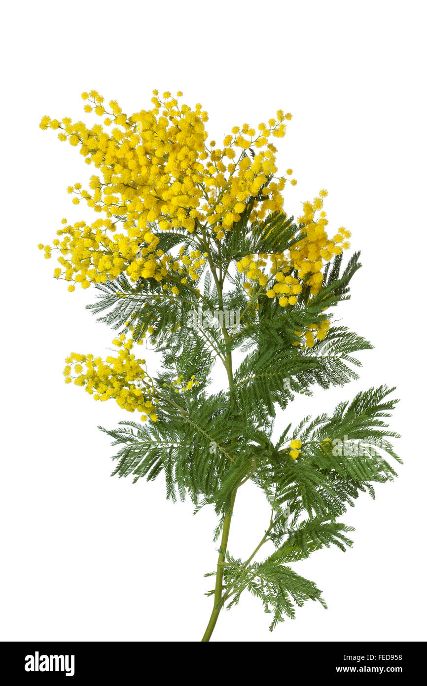 Fleur de mimosa Banque de photographies et d’images à haute résolution ...