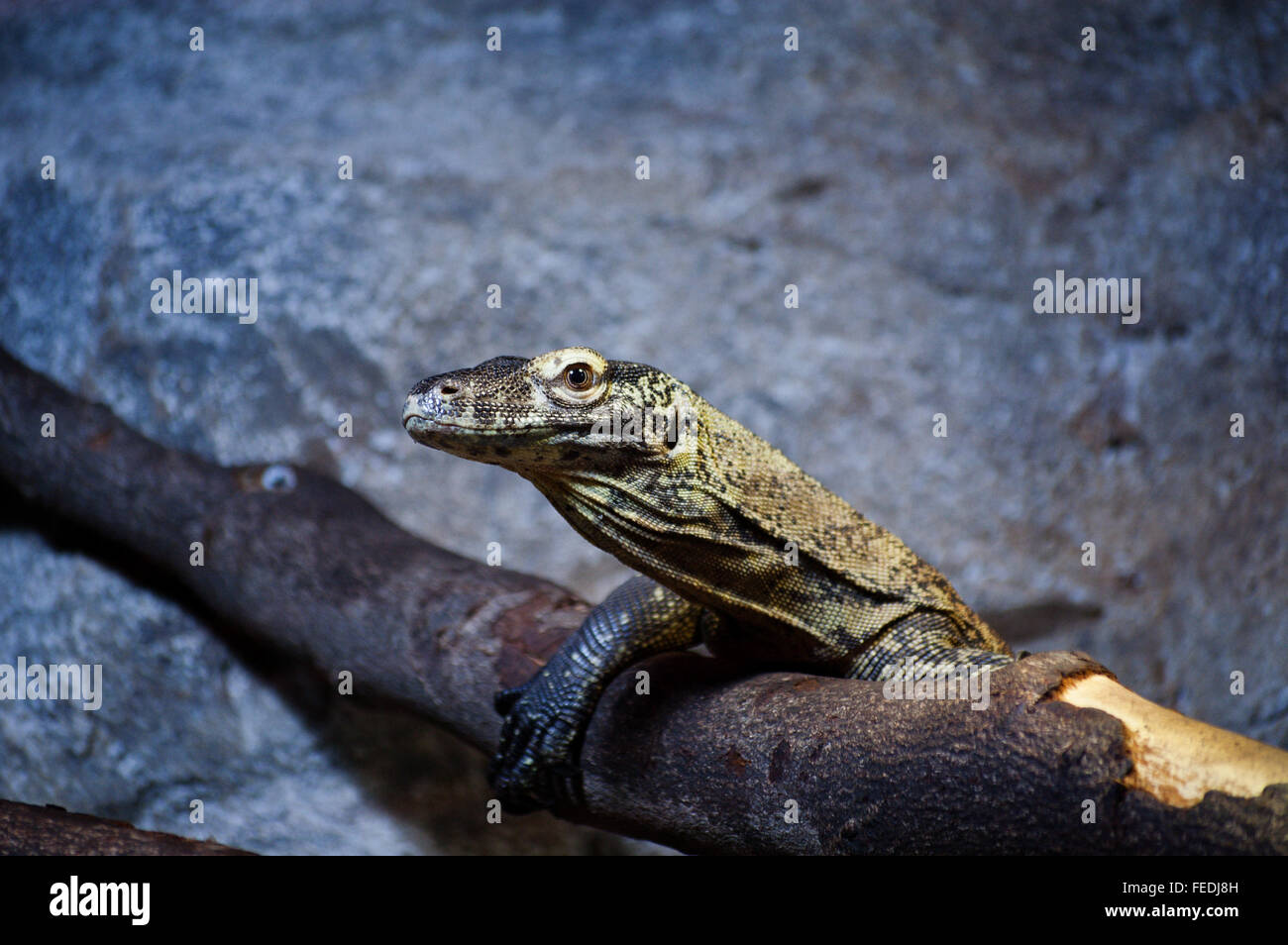 Varanus species Banque de photographies et d’images à haute résolution ...