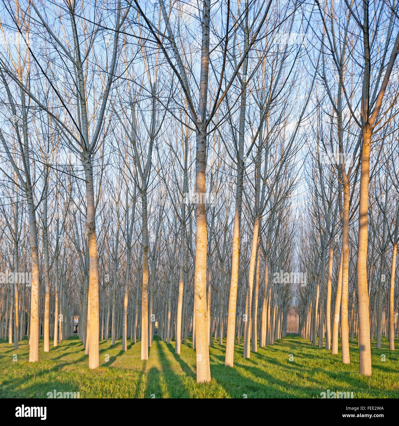 Peuplier hiver Banque de photographies et d’images à haute résolution ...