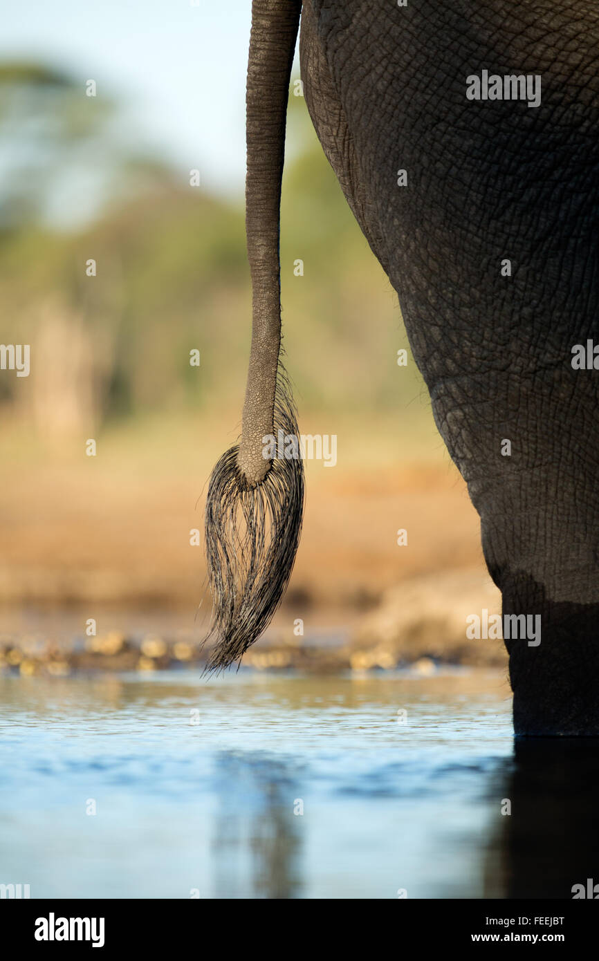 Queue de poil Banque de photographies et d’images à haute résolution ...