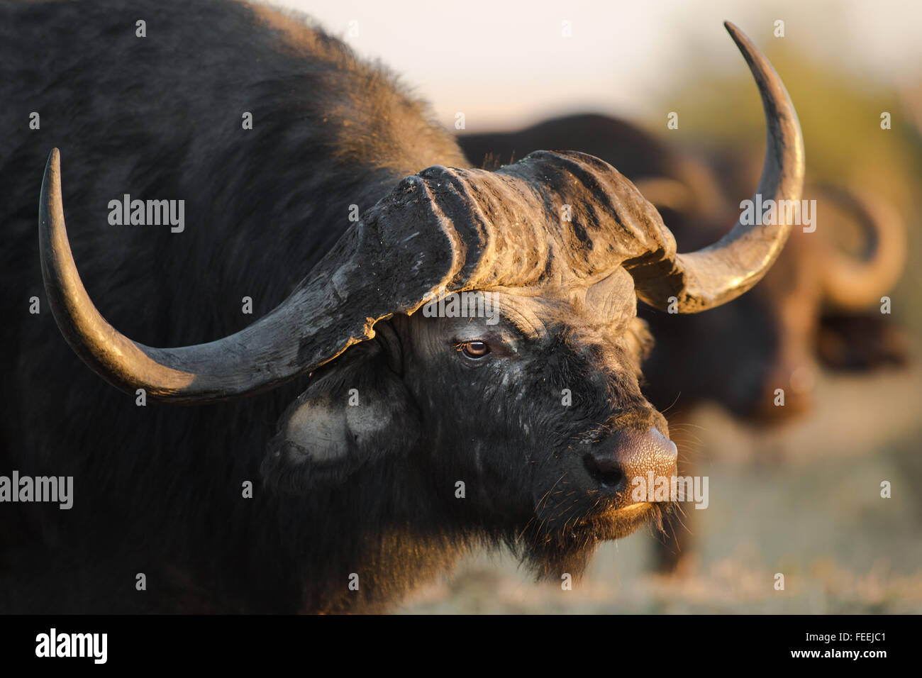 Portrait de buffle du cap Banque de photographies et d’images à haute ...