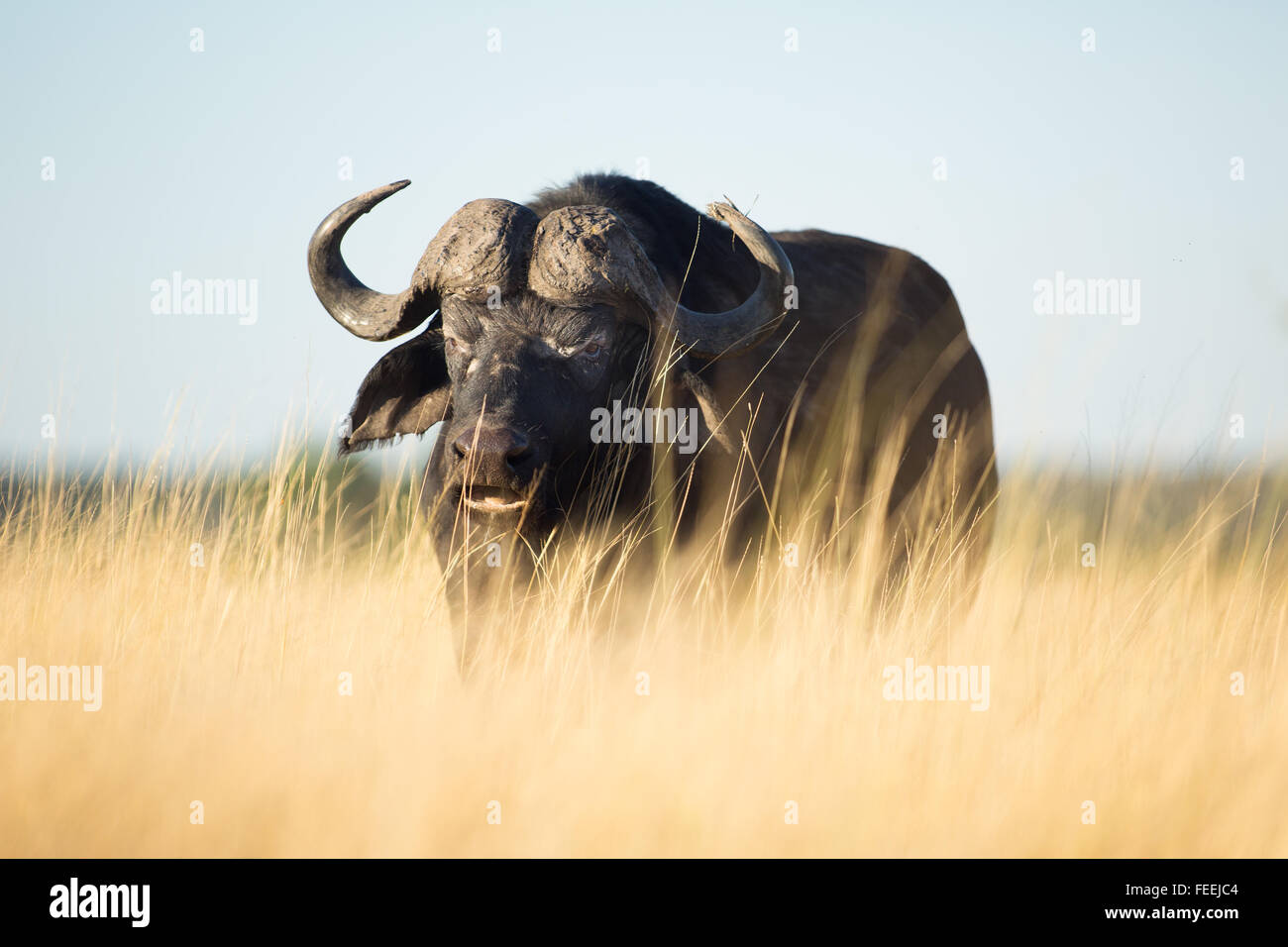 Troupeau De Buffles Du Cap Banque d'image et photos - Page 2 - Alamy