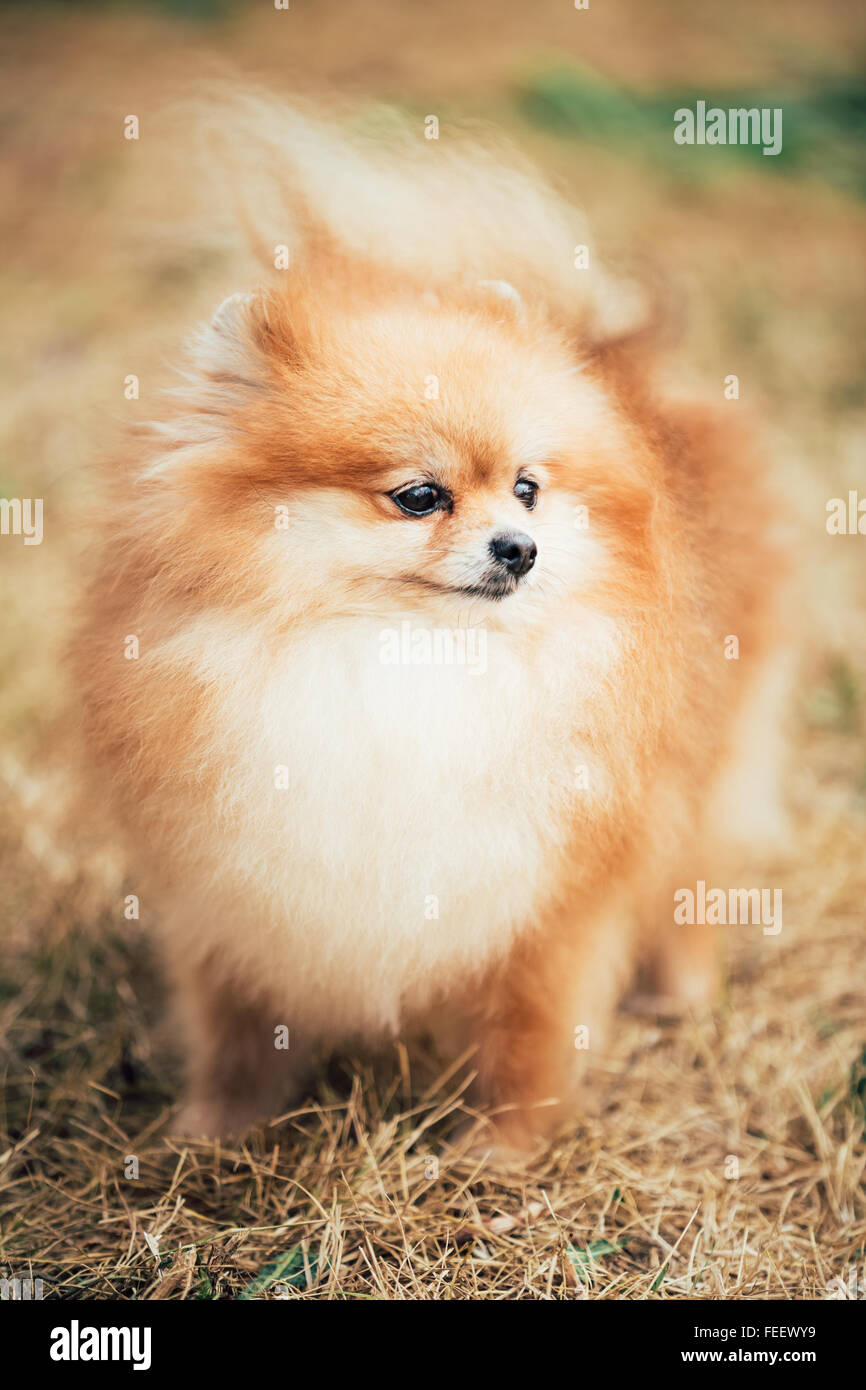 Spitz nain marron Banque de photographies et d’images à haute ...