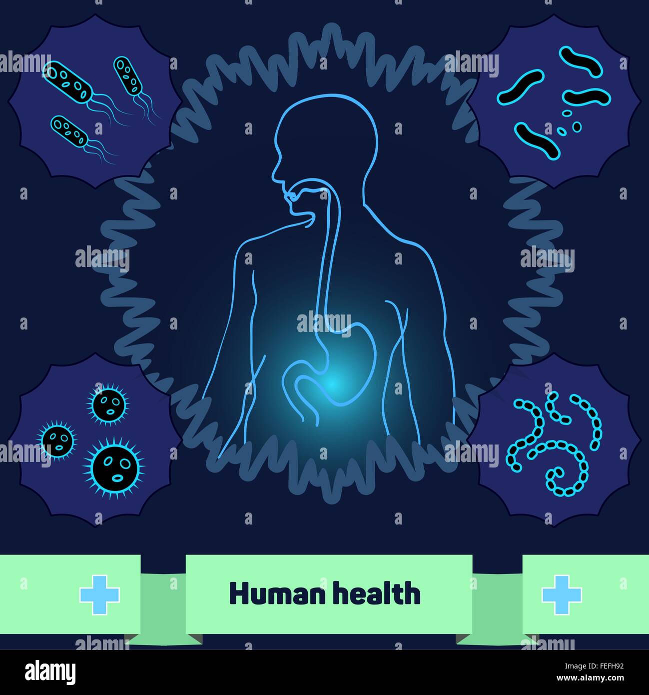 Micro organismes anatomie Banque d'images vectorielles - Alamy