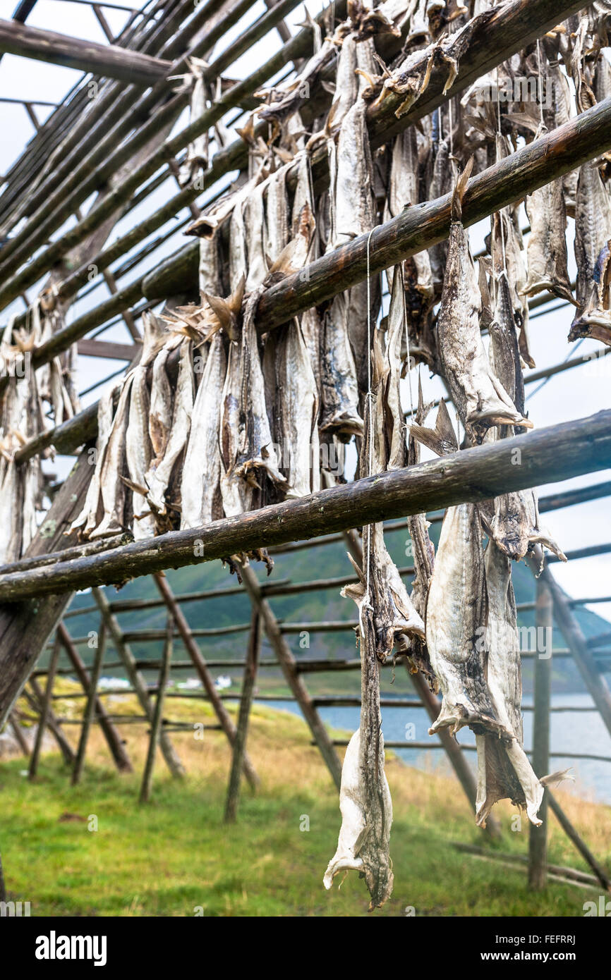 La morue séchée accroché sur des supports en bois, îles Lofoten ...