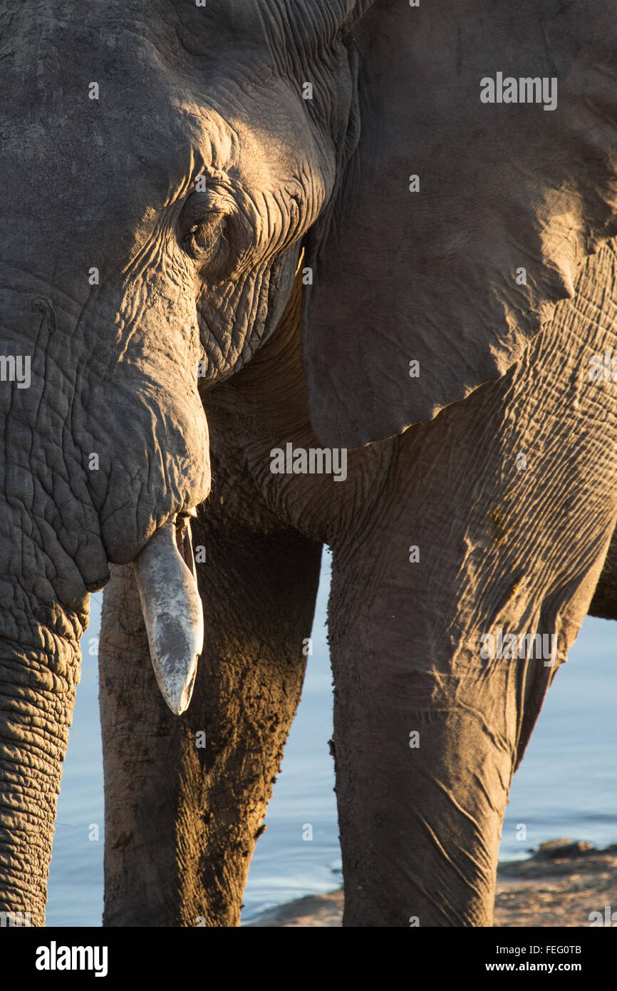 Old elephant Banque de photographies et d’images à haute résolution - Alamy
