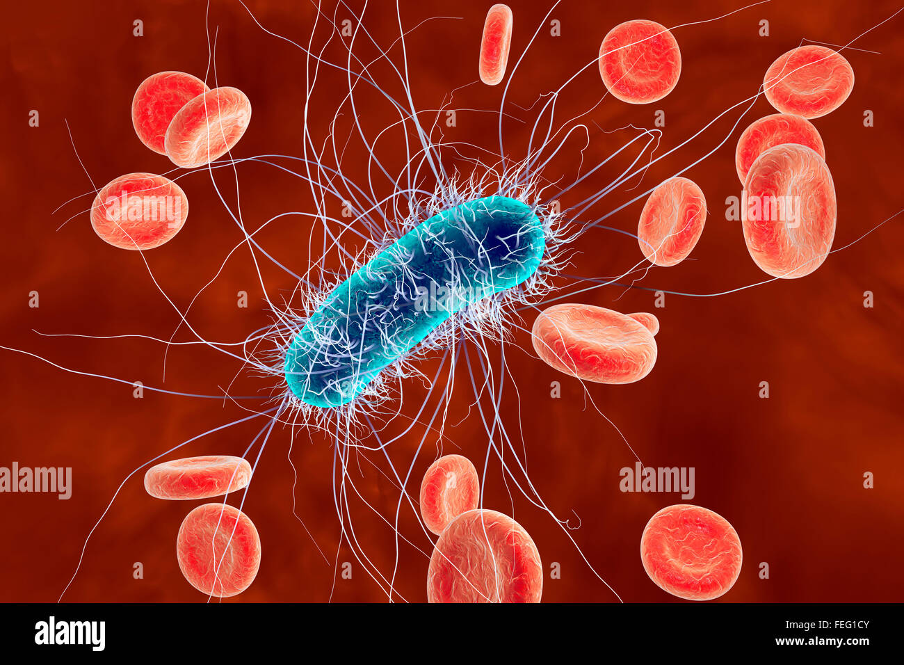 Flagellated escherichia coli Banque de photographies et d’images à ...