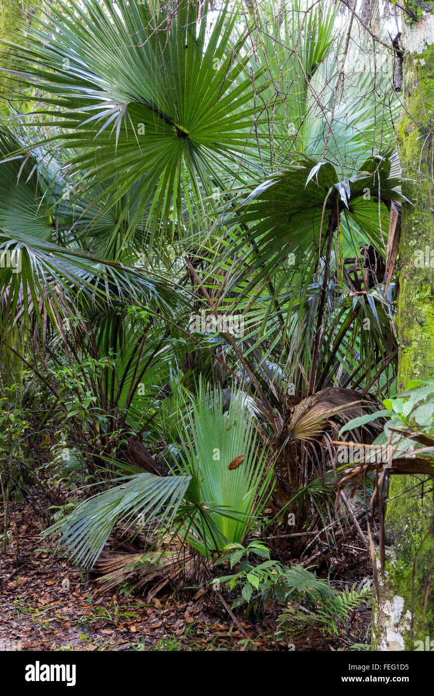 Sentier du palmier au chou Banque de photographies et d’images à haute ...