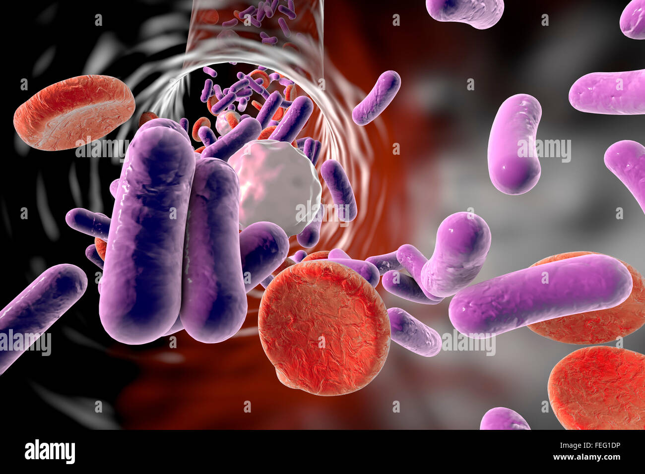 Bacterias en la sangre Banque de photographies et d’images à haute ...