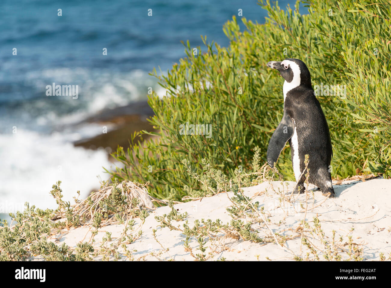 Manchot du Cap sur la plage de Boulders, Simon's Town, péninsule du Cap ...