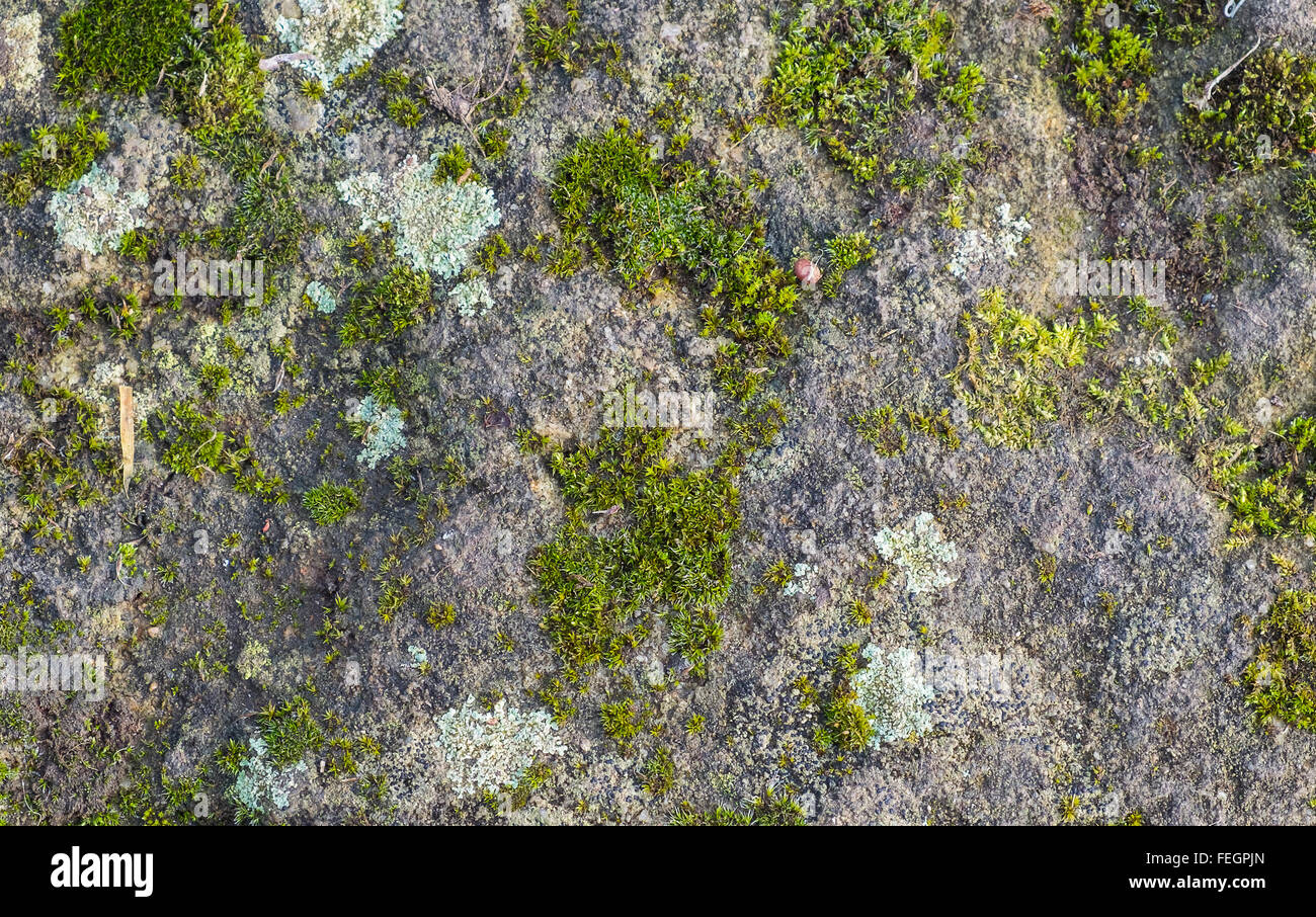 Mousse et lichen sur rocher Banque de photographies et d’images à haute ...