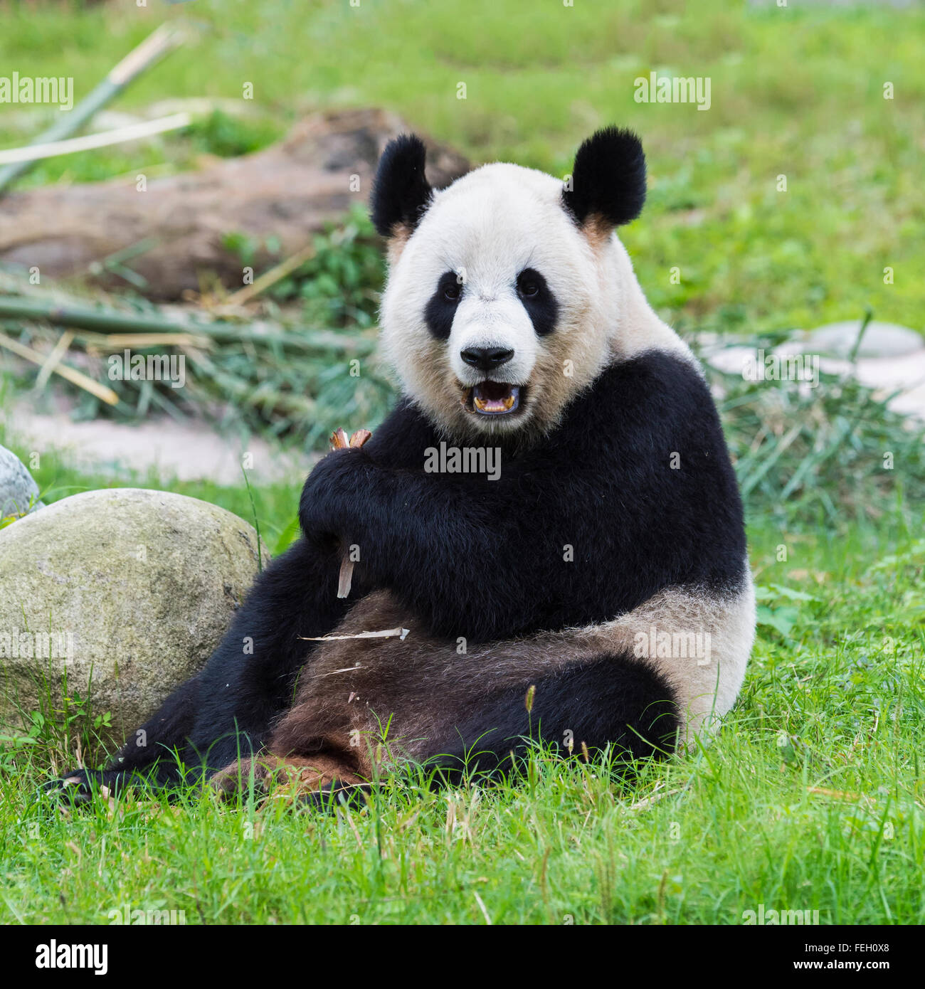 Panda géant (Ailuropoda melanoleuca), de la Chine et de Conservation ...