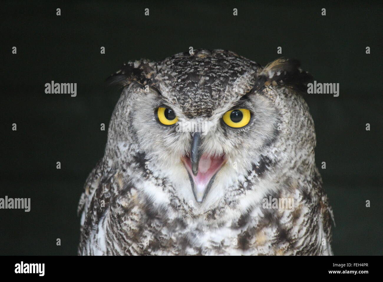 Owl face Banque de photographies et d’images à haute résolution - Alamy