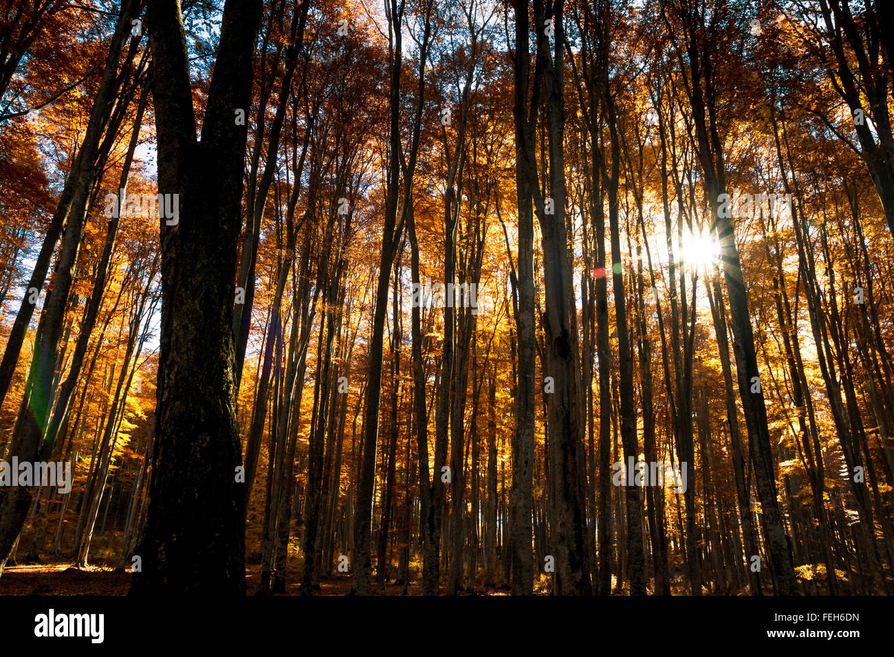 La forêt de feuillus à l'automne, avec le soleil qui brille à travers ...