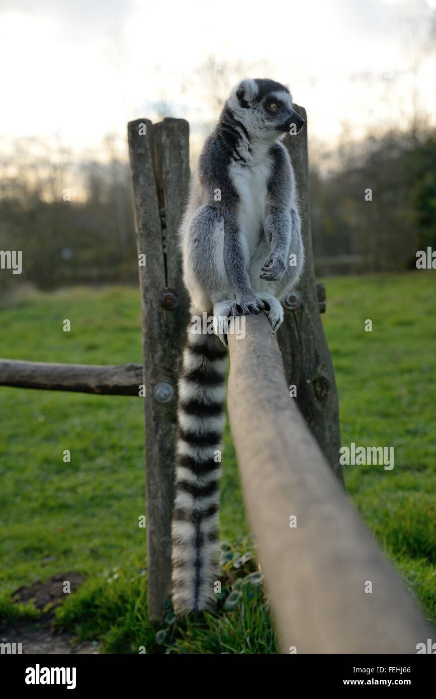 Maki catta Banque de photographies et d’images à haute résolution - Alamy