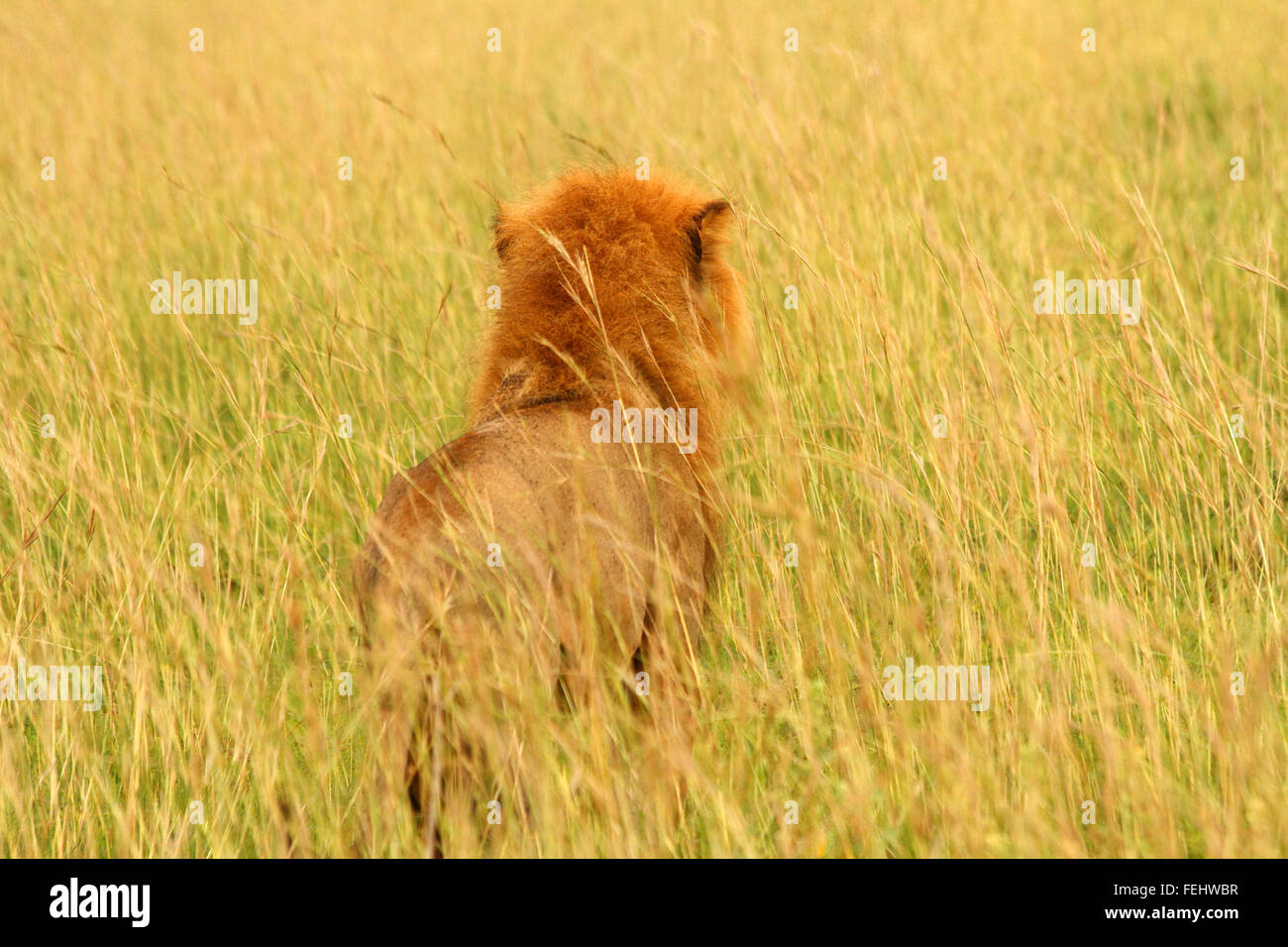 Lion regardant royal Banque de photographies et d’images à haute ...