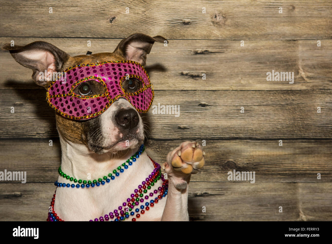 Chien mardi gras Banque de photographies et d’images à haute résolution ...