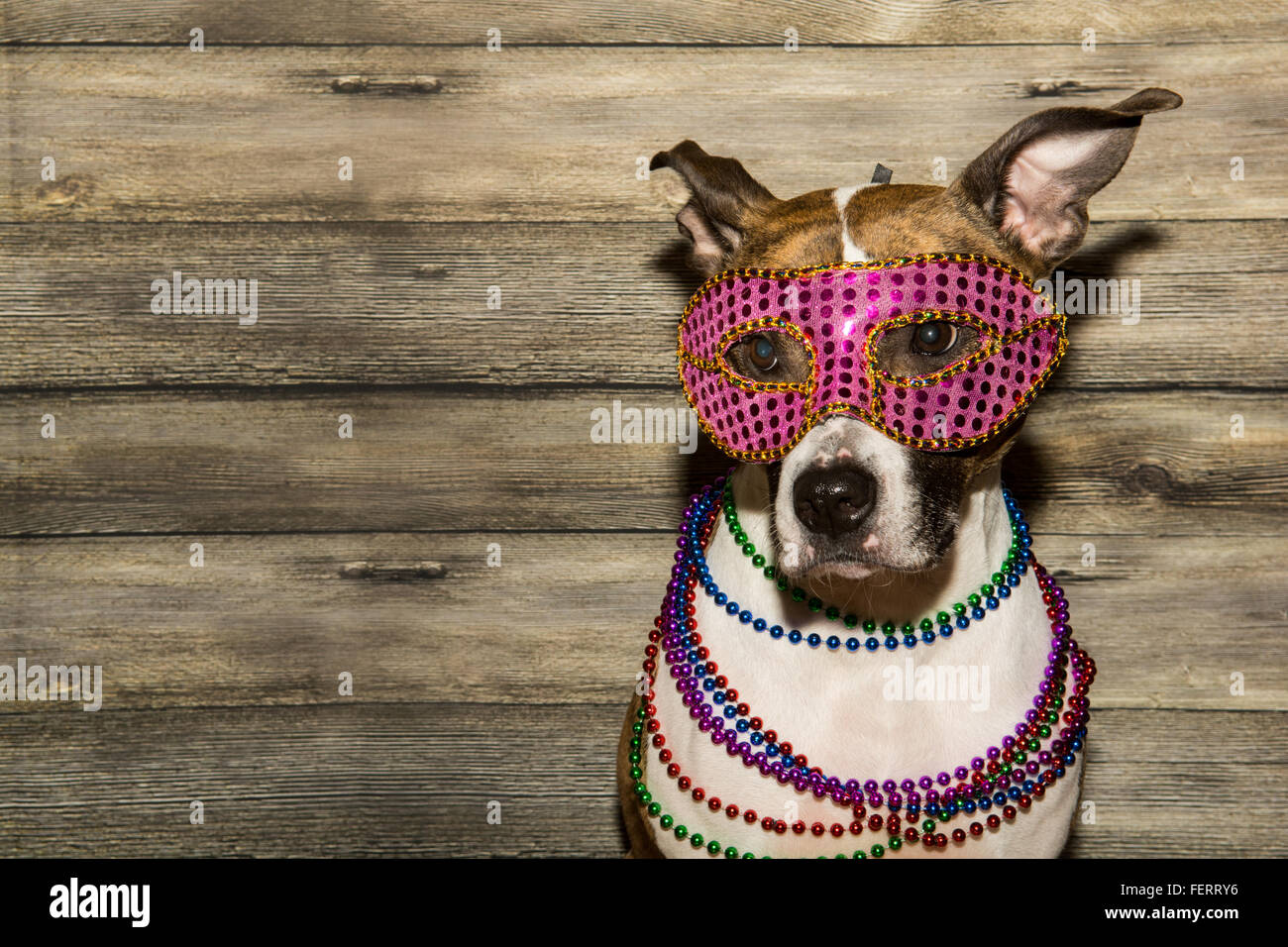 Chien mardi gras Banque de photographies et d’images à haute résolution ...