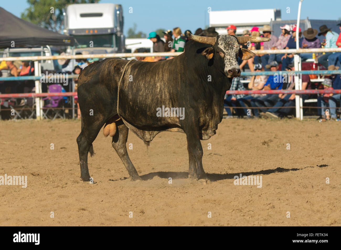 Bull à Collinsville Rodeo, Queensland, Australie Photo Stock - Alamy