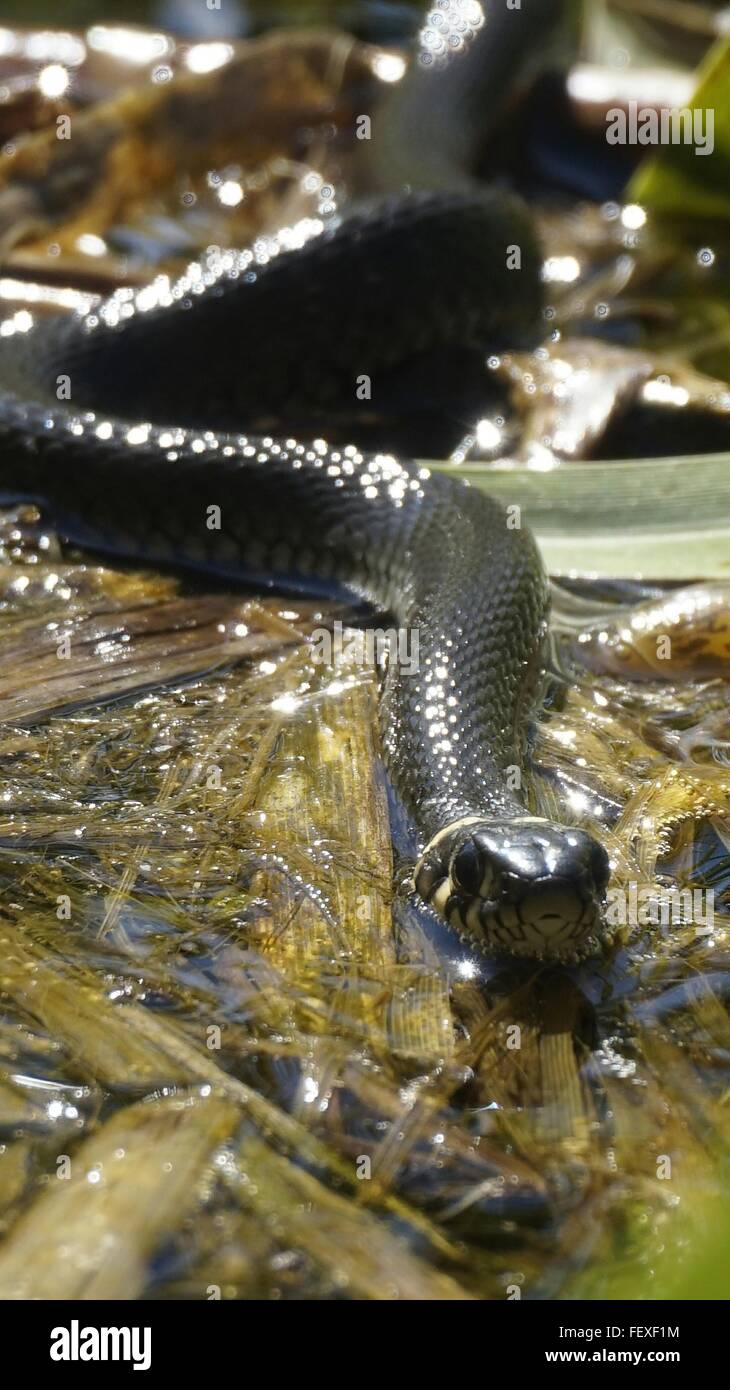 Animaux rampants Banque de photographies et d’images à haute résolution ...
