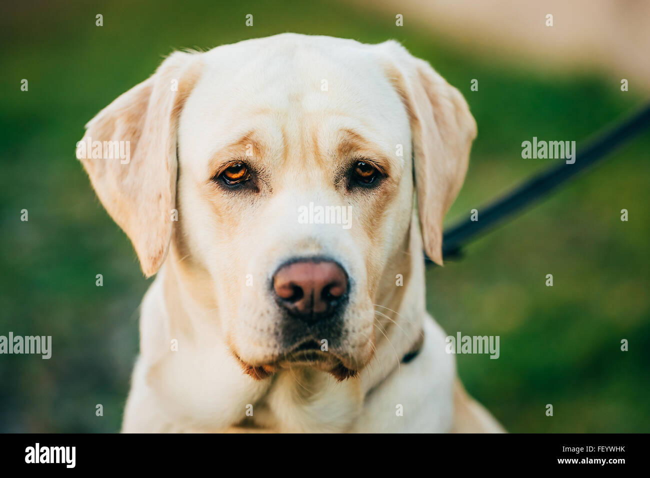 Labrador blanc Banque de photographies et d’images à haute résolution ...