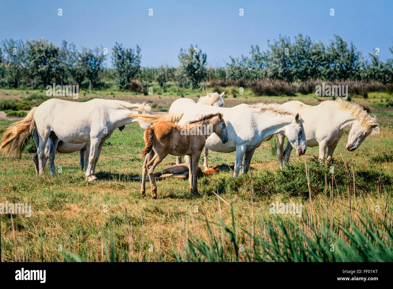 Cheval et poulain camarguais Banque de photographies et d’images à haute résolution - Alamy