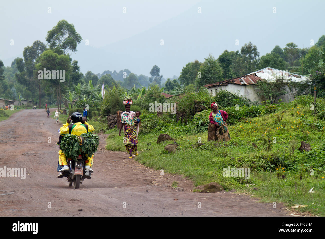 Le Parc National des Virunga, sur la route entre Goma et Rutshuru au ...