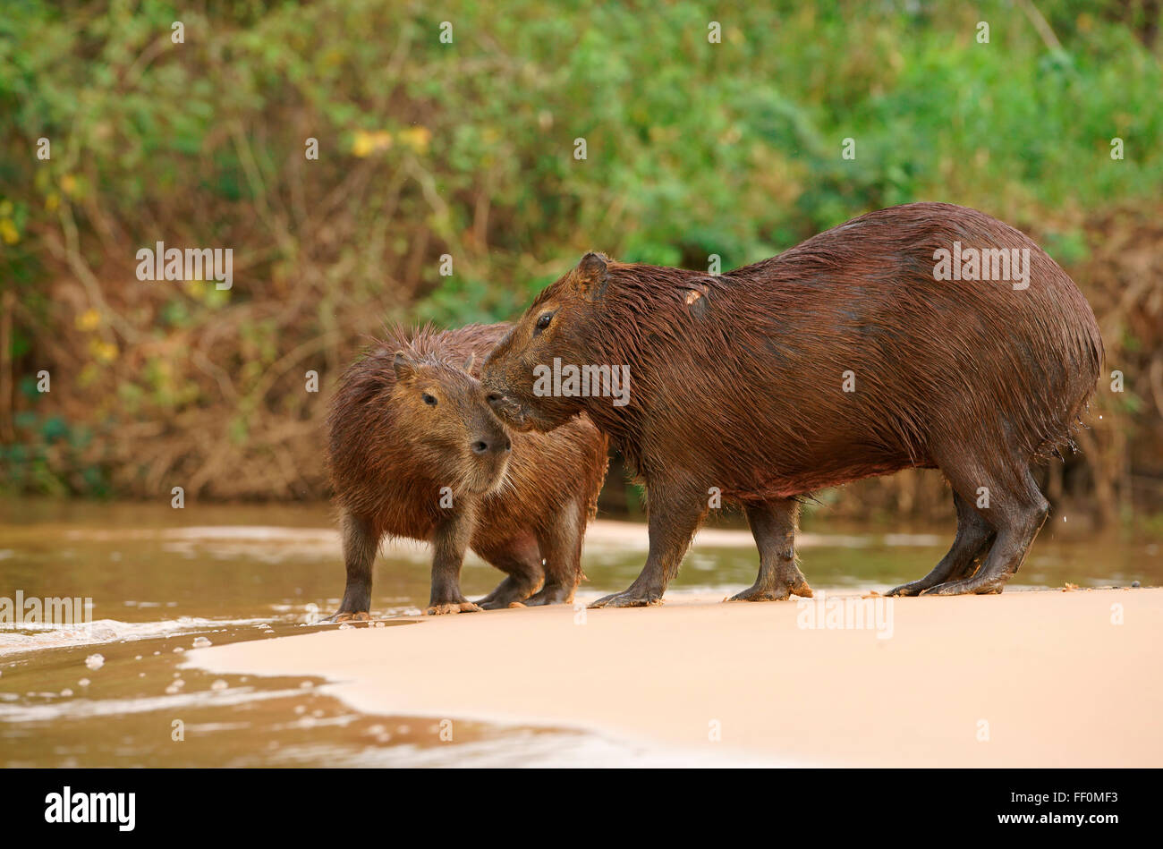 Capybaras pantanal Banque de photographies et d’images à haute résolution - Alamy