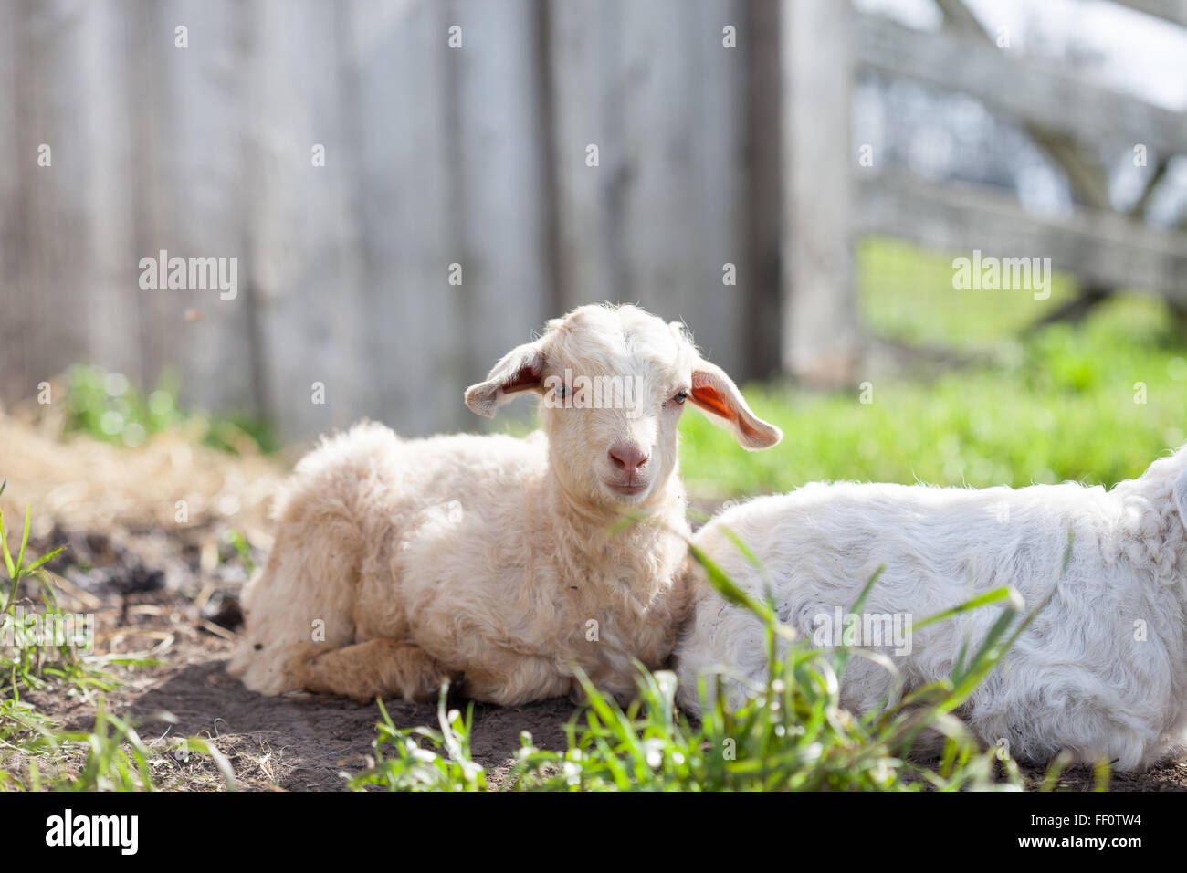 Bébé chèvre Banque de photographies et d’images à haute résolution - Alamy