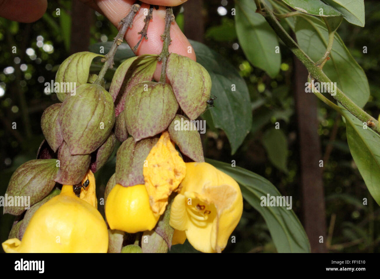Gmelina philippensis Banque de photographies et d’images à haute ...