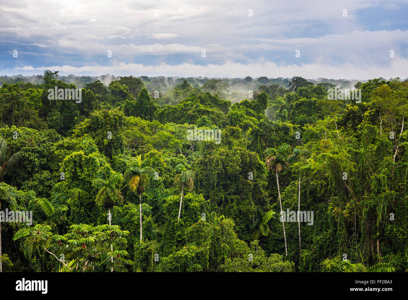 Forêt amazonienne amazonienne Banque de photographies et d’images à ...