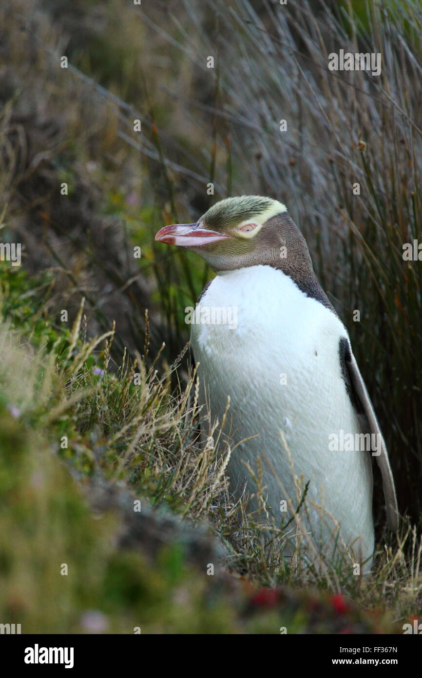 La disparition aux yeux jaunes Penguin (Megadyptes antipodes) à Katiki ...