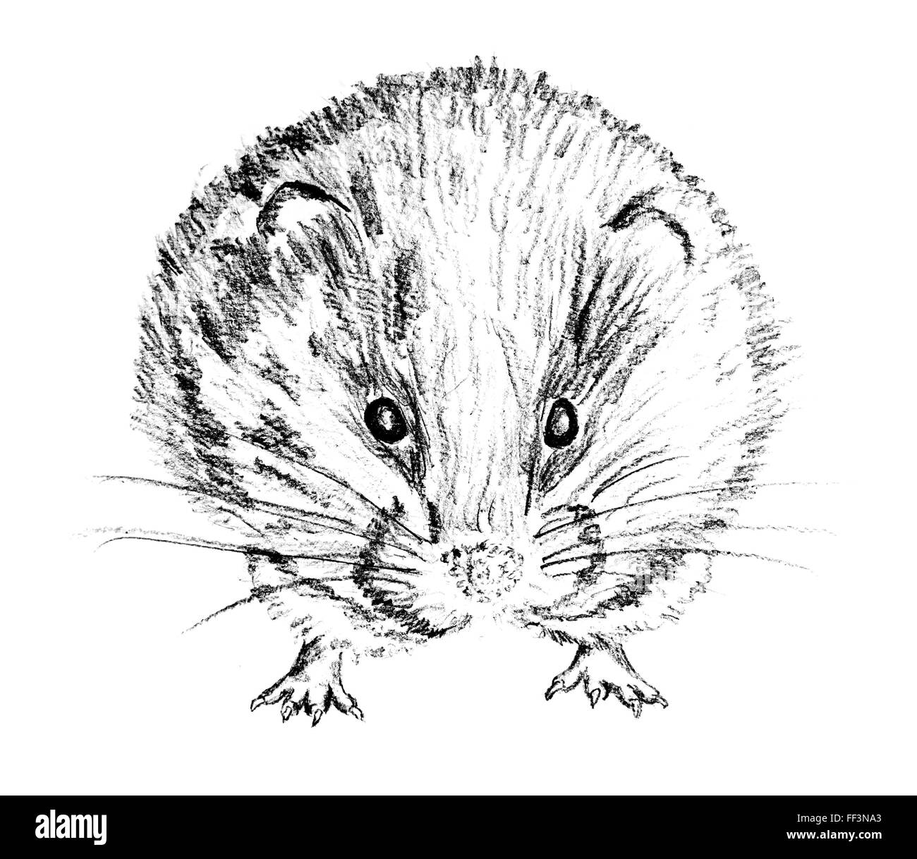 Dessin de rongeur Banque d'images noir et blanc - Alamy