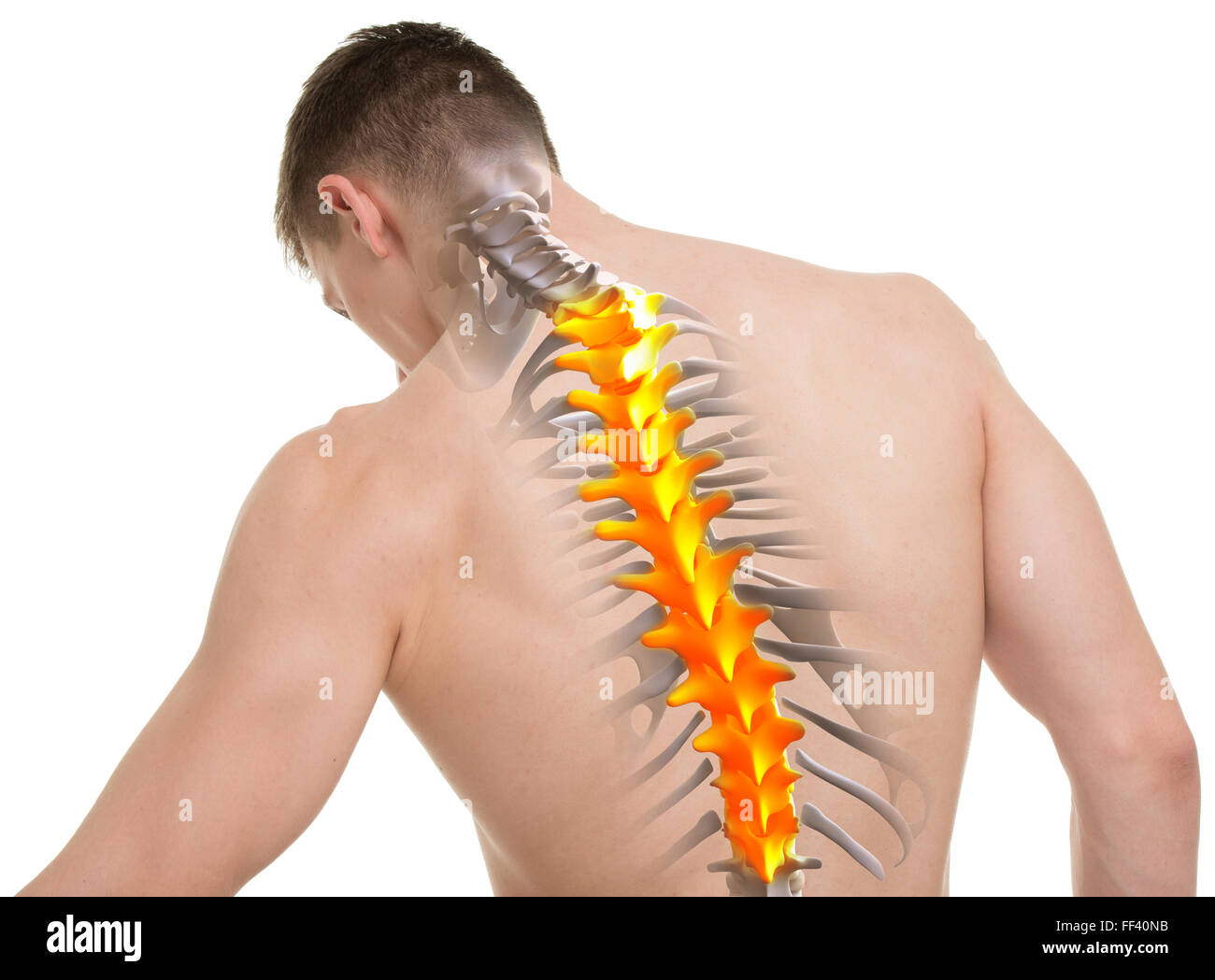 L'anatomie du rachis thoracique isolated on white Photo Stock - Alamy