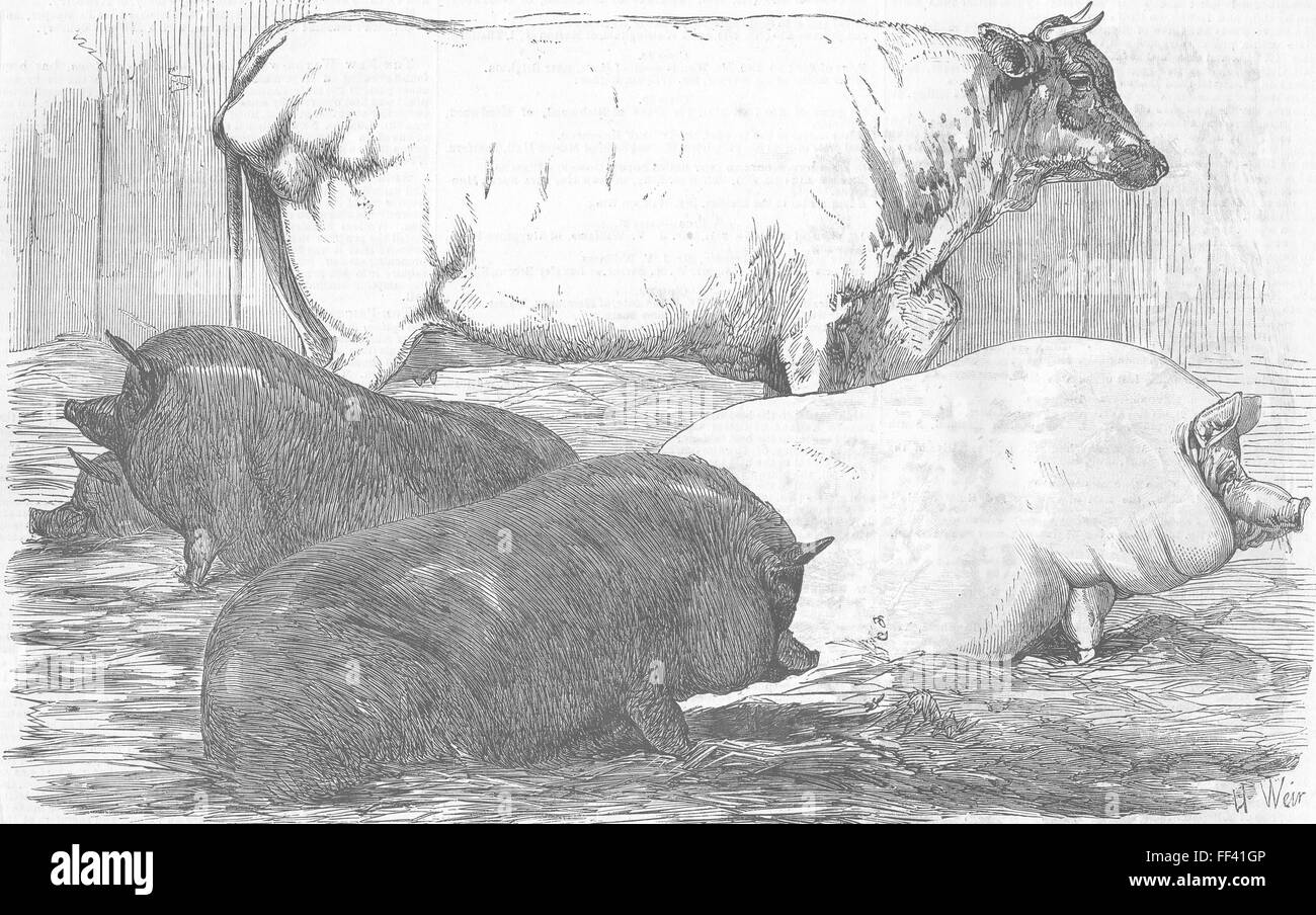 Mangeoire à vache Banque d'images noir et blanc - Alamy