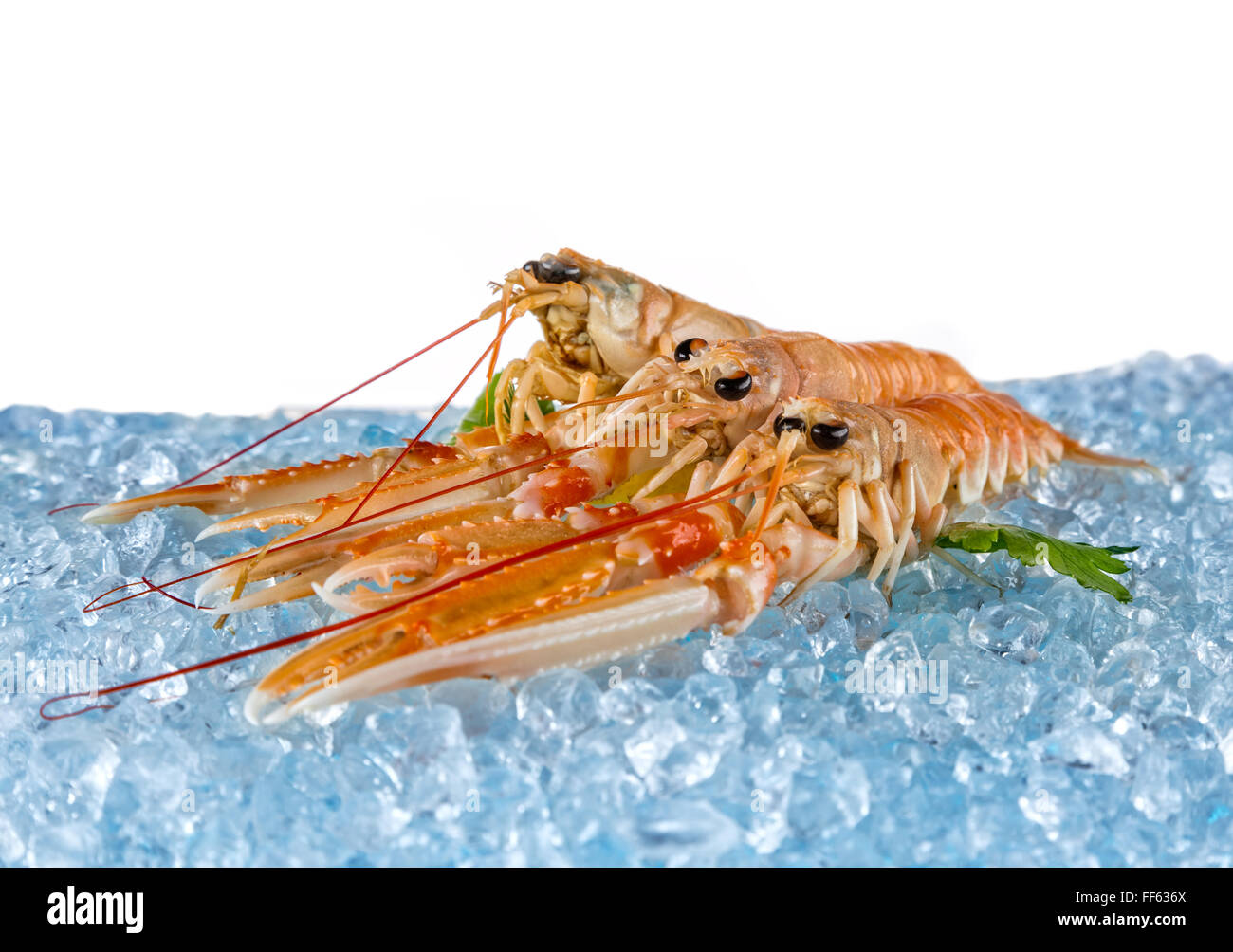 Homards frais Banque de photographies et d’images à haute résolution ...