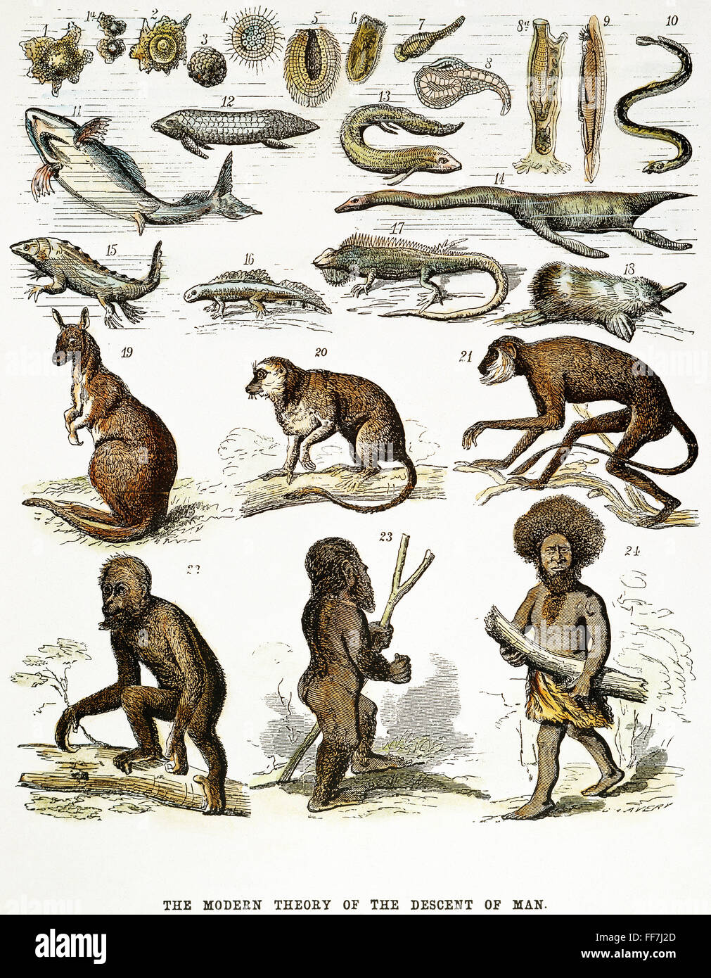 Évolution graphique. /N'Til théorie moderne de la descente de l'homme ...