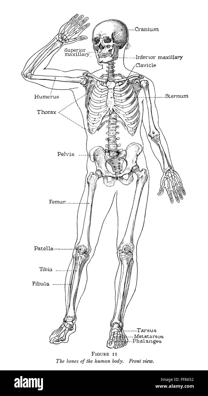 Anatomie : le système squelettique Photo Stock - Alamy