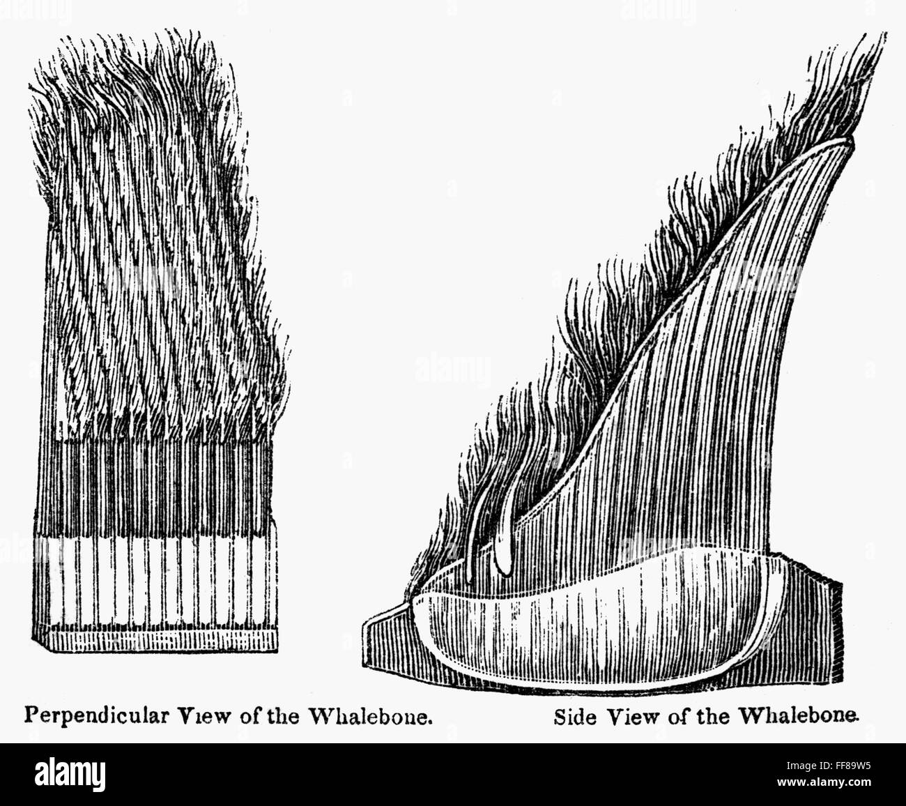 La section de baleine. /NPerpendicular et vues de côté de fanons de ...