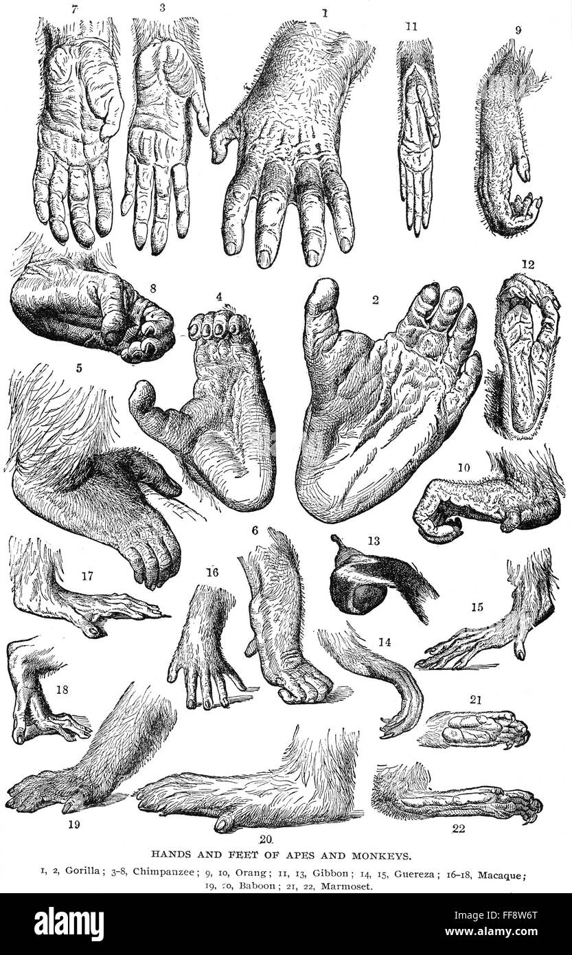 Singes et les singes. /NHands et les pieds des singes et les singes. La ...