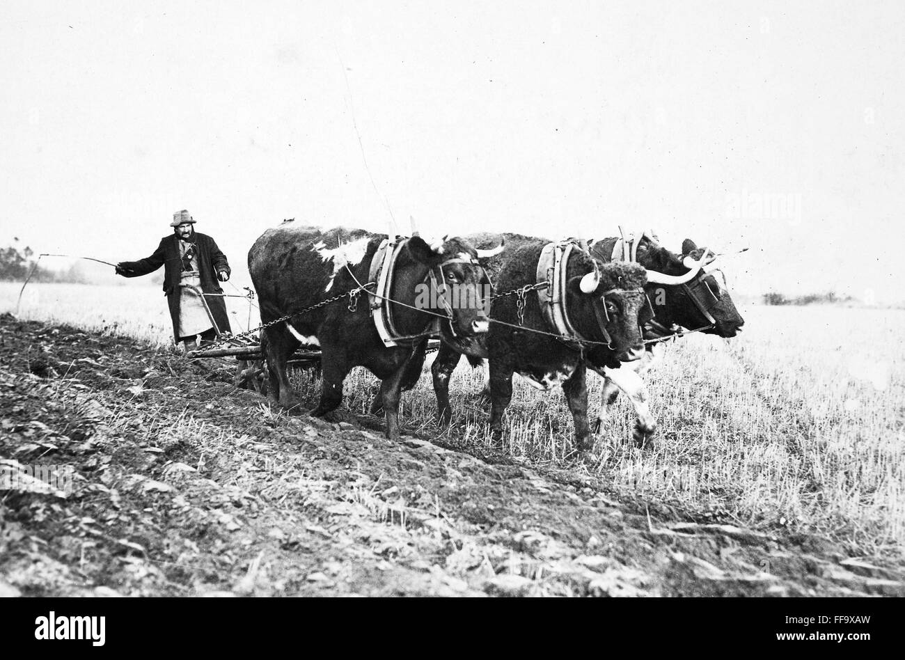 Charrue à boeufs Banque d'images noir et blanc - Alamy