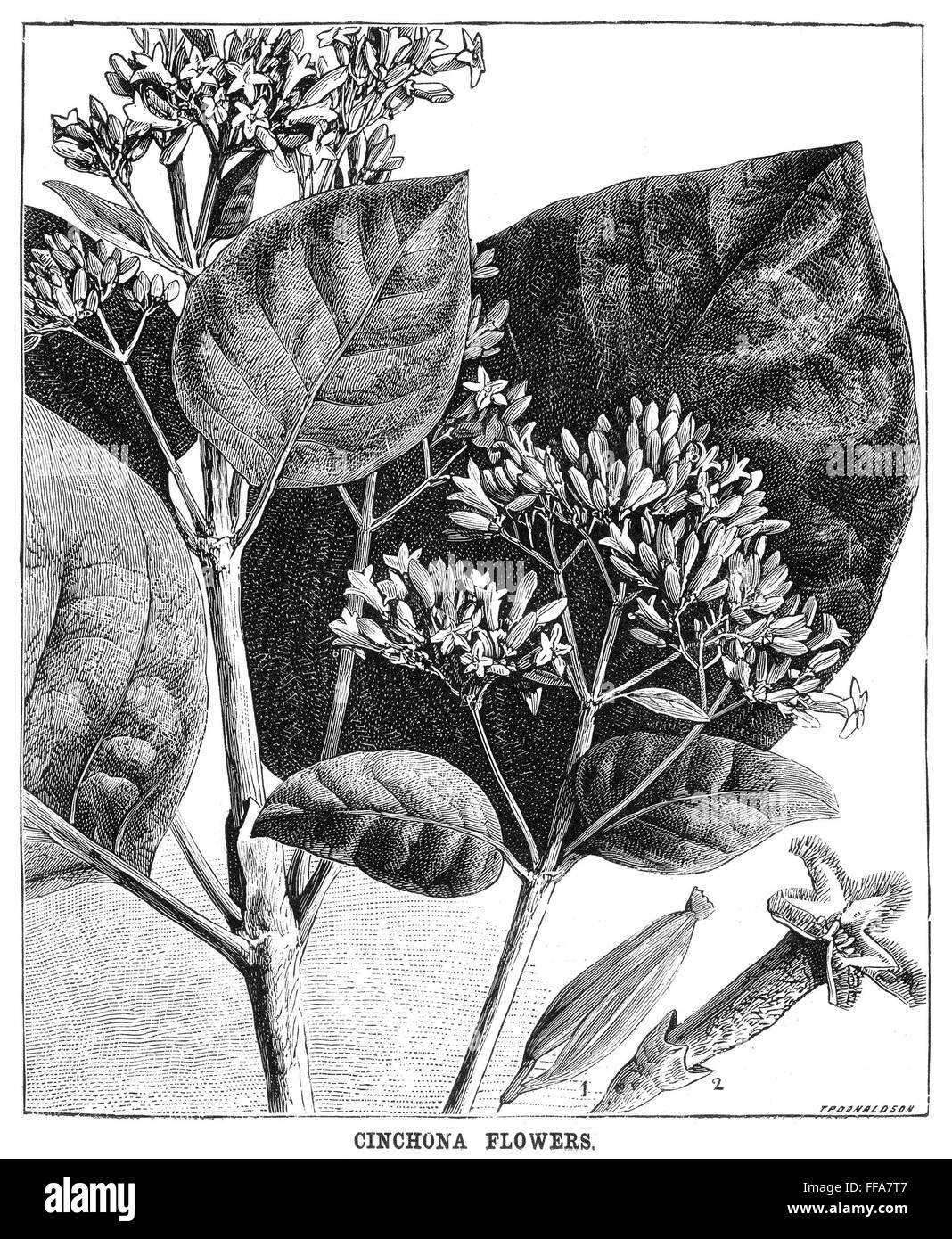 Feuille de quinquina Banque d'images noir et blanc - Alamy