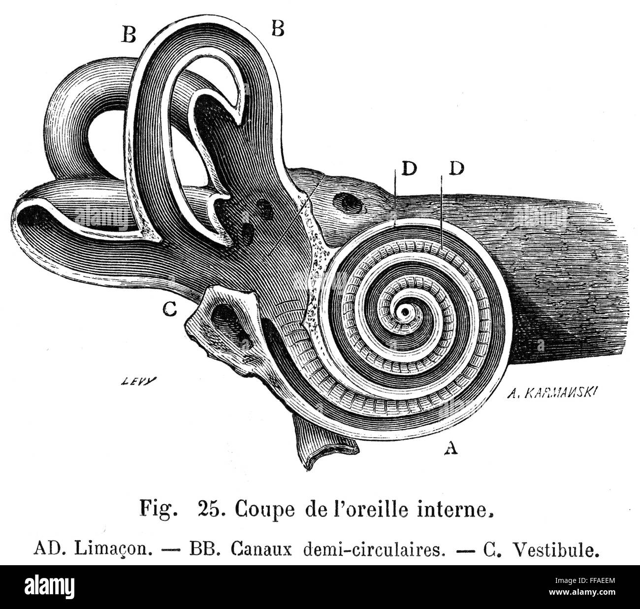 Anatomie : oreille moyenne. /NAn schéma de l'anatomie de l'oreille ...