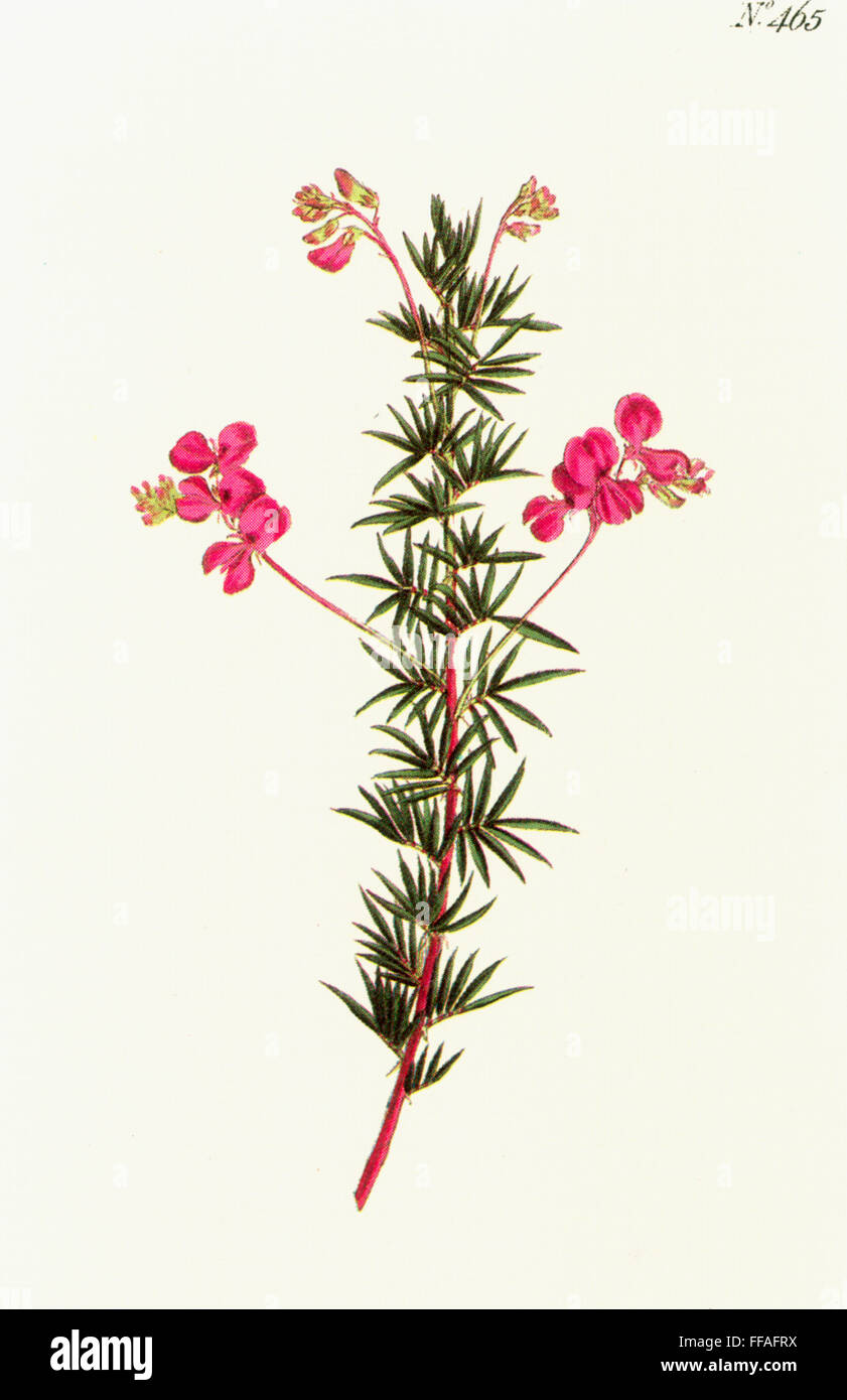 Plante INDIGO. /NIndigofera angustifolia, ou indigo à feuilles étroites ...